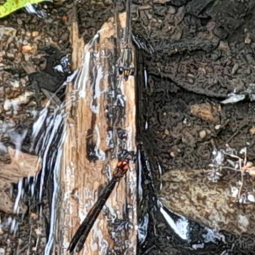 Giant Golden Orbweaver (Nephila Pilipes) Insect Identification Guide, Habitat & Facts