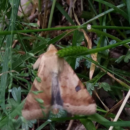 The Bordered Straw (Heliothis Peltigera) Insect Identification Guide ...