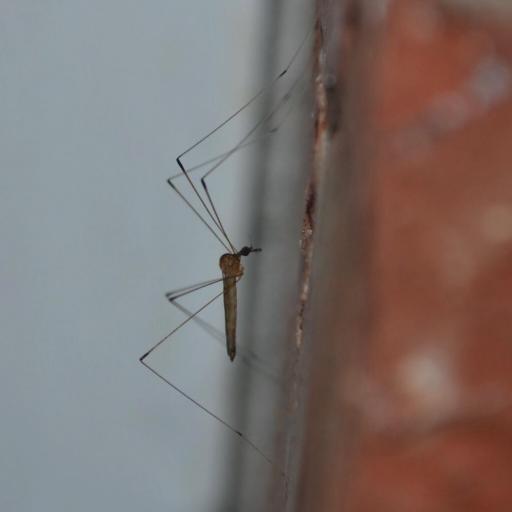 Helius Insect Identification Guide, Habitat & Facts