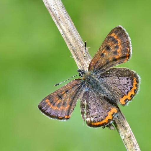 Beech Gall Midge (Mikiola Fagi) Insect Identification Guide, Habitat ...