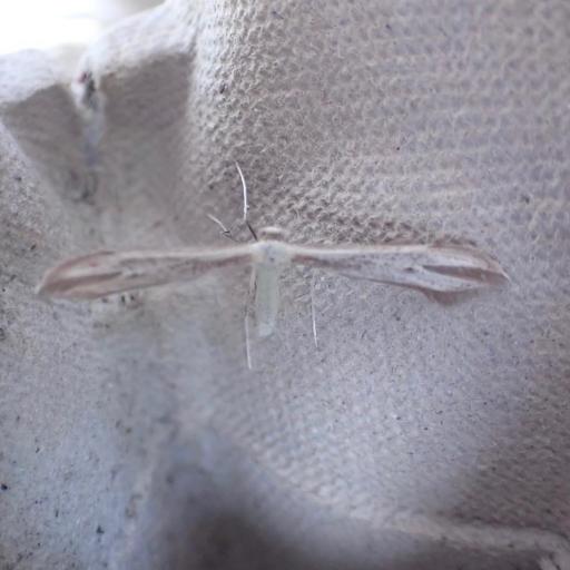 Belostoma Insect Identification Guide, Habitat & Facts