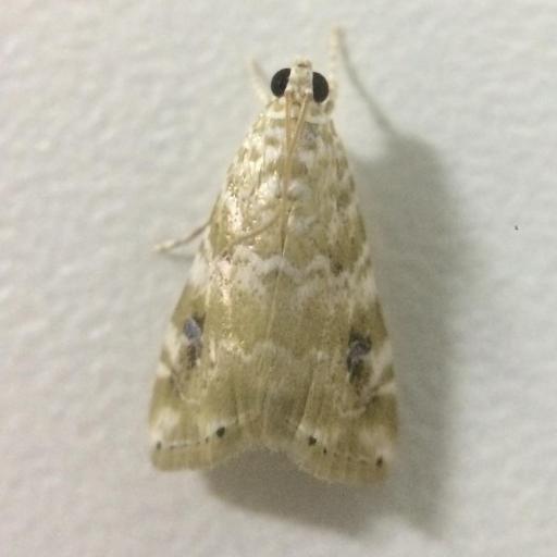 Hellula Insect Identification Guide, Habitat & Facts