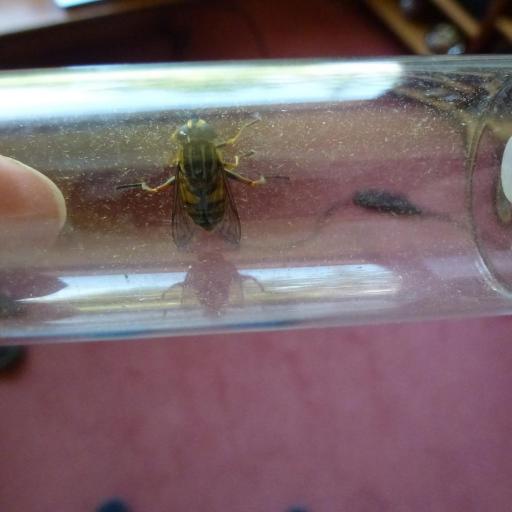 Sun Fly (Helophilus Pendulus) Insect Identification Guide, Habitat & Facts