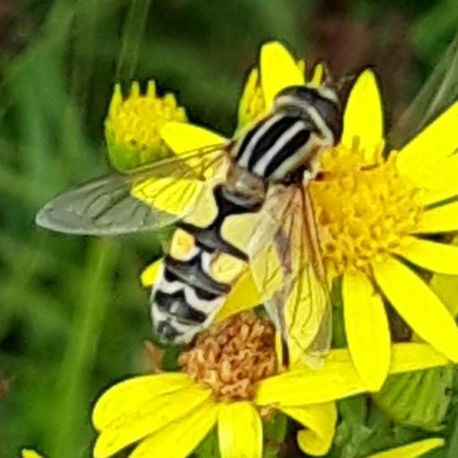 Trivittate Marsh Fly (Helophilus Trivittatus) Insect Identification ...
