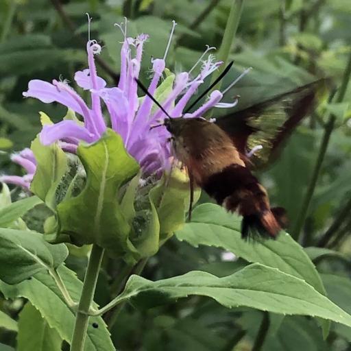 Hummingbird Clearwing (Hemaris Thysbe) Insect Identification Guide ...