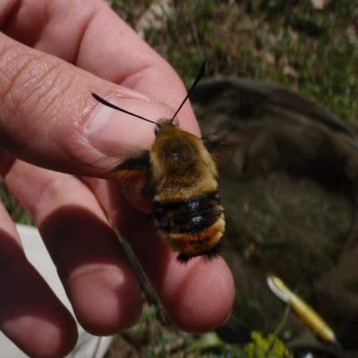 Narrow-Bordered Bee Hawkmoth (Hemaris Tityus) Insect Identification ...