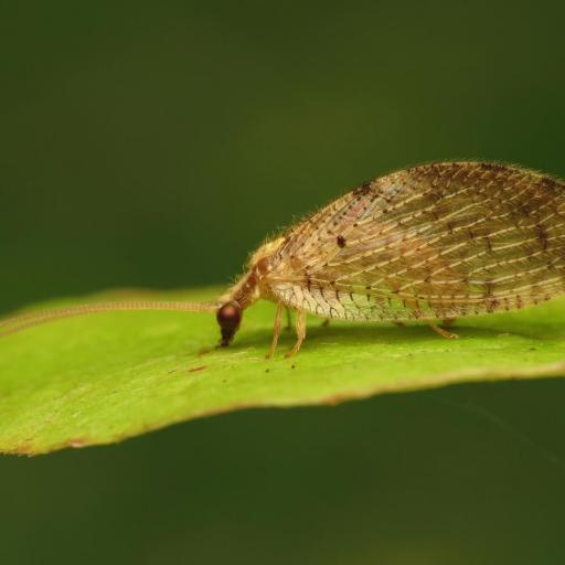 Humulin Brown Lacewing (Hemerobius Humulinus) Insect Identification ...