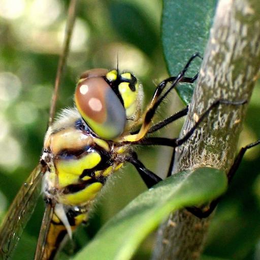 Sahara Ants And Allies (Cataglyphis) Insect Identification Guide ...