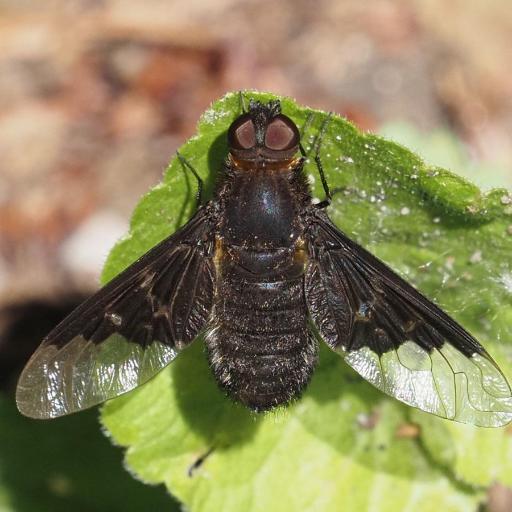Black Banded Bee Fly (Hemipenthes Morio) Insect Identification Guide ...