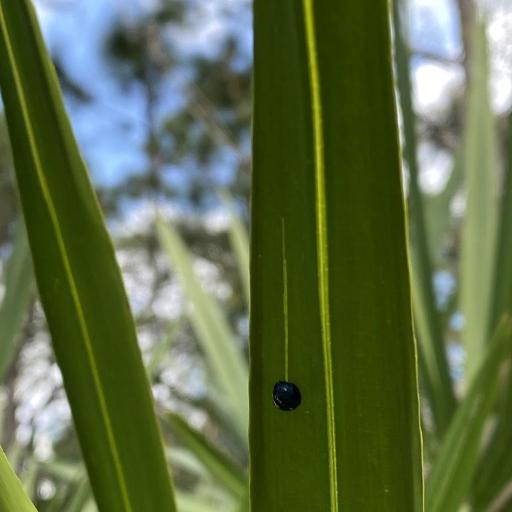 Palmetto Tortoise Beetle (Hemisphaerota Cyanea) Insect Identification ...