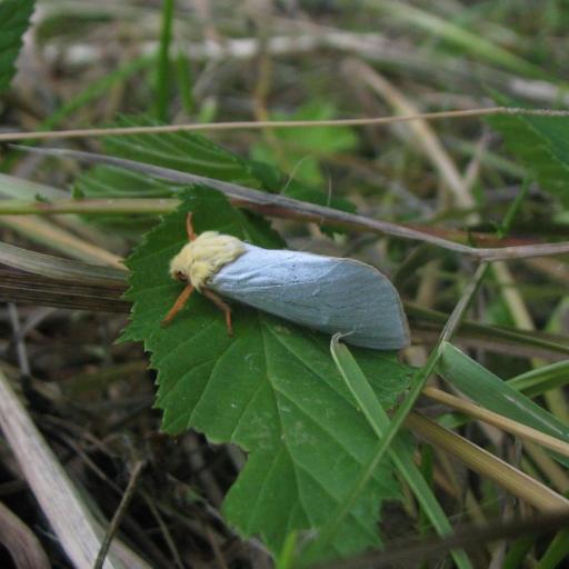 Ghost Moth (Hepialus Humuli) Insect Identification Guide, Habitat & Facts