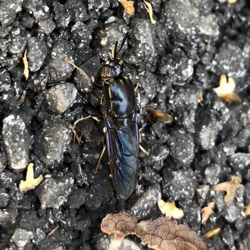 Black Soldier Fly (Hermetia Illucens) Insect Identification Guide ...