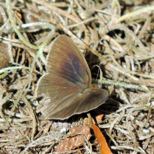 Hermes Satyr (Hermeuptychia Hermes) Insect Identification Guide ...