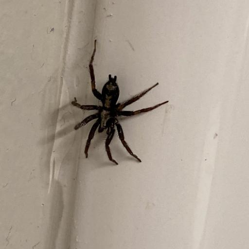 Eastern Parson Spider (Herpyllus Ecclesiasticus) Insect Identification ...