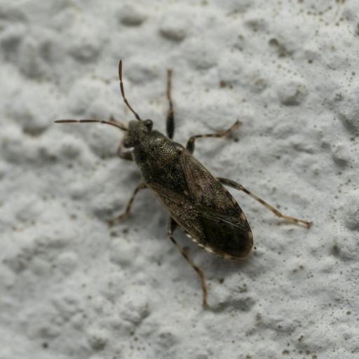 Nettle Ground Bug (Heterogaster Urticae) Insect Identification Guide ...