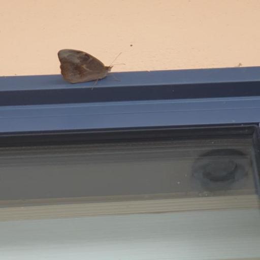 Common Brown (Heteronympha Merope) Insect Identification Guide, Habitat ...