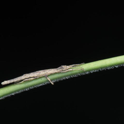 Heteropterygidae Insect Identification Guide, Habitat & Facts