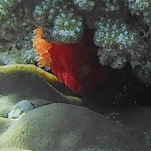 Spanish Dancer (Hexabranchus Sanguineus) Insect Identification Guide ...