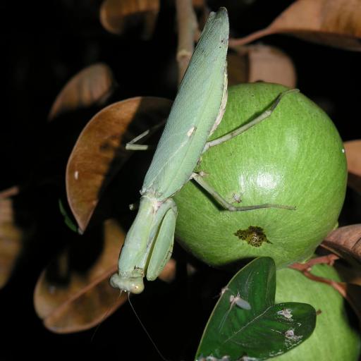 Giant Asian Mantis (Hierodula Patellifera) Insect Identification Guide ...