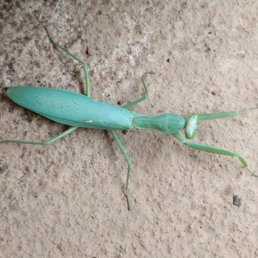 Hierodula Tenuidentata Insect Identification Guide, Habitat & Facts