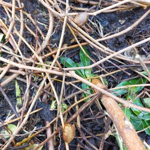 Transcaucasian Giant Mantis (Hierodula Transcaucasica) Insect ...