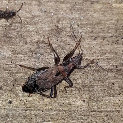 Lesser Banded Hornet (Vespa Affinis) Insect Identification Guide ...