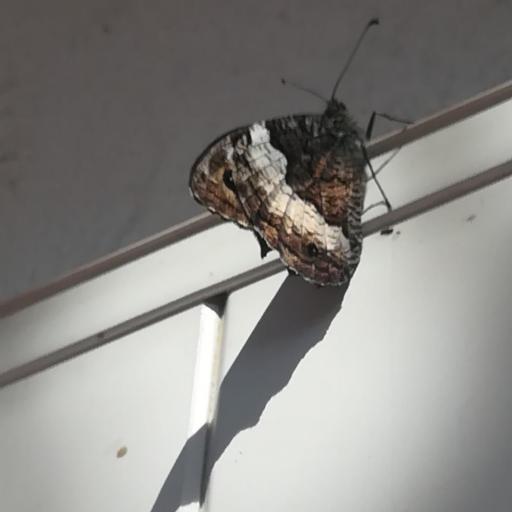 Woodland Grayling (Hipparchia Fagi) Insect Identification Guide ...