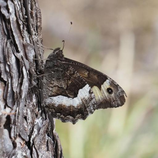 Rock Grayling (Hipparchia Hermione) Insect Identification Guide ...