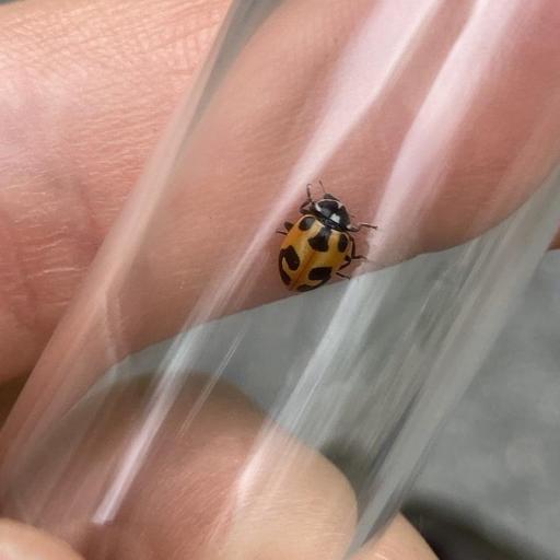 Parenthesis Lady Beetle (Hippodamia Parenthesis) Insect Identification ...