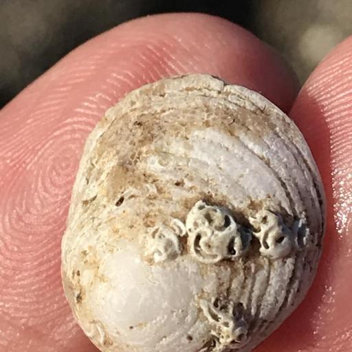 Hipponix Insect Identification Guide, Habitat & Facts