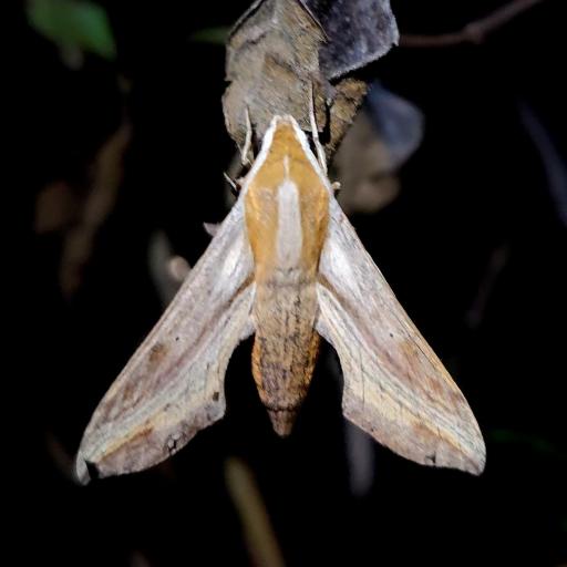 Swinhoe's Striated Hawkmoth (Hippotion Rosetta) Insect Identification ...