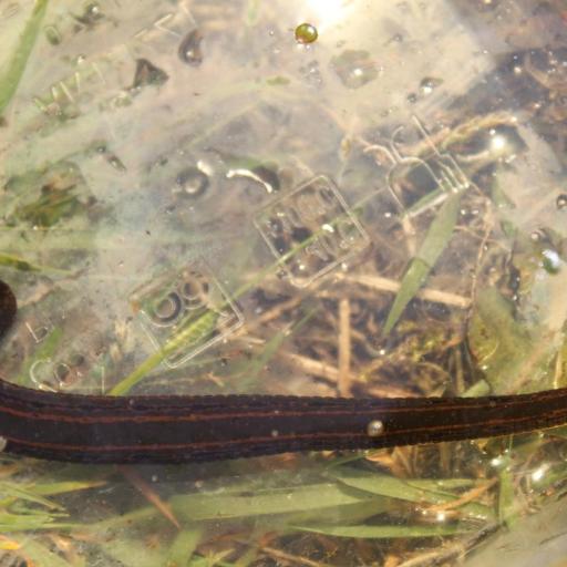 European Medicinal Leech (Hirudo Medicinalis) Insect Identification ...