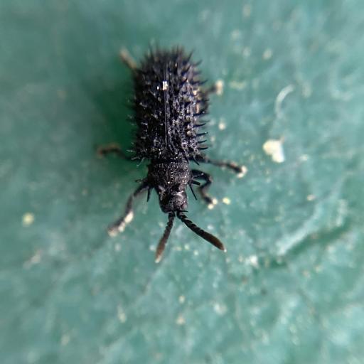 Hispa Atra Insect Identification Guide, Habitat & Facts