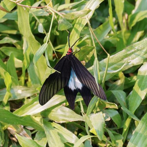 Histia Flabellicornis Insect Identification Guide, Habitat & Facts