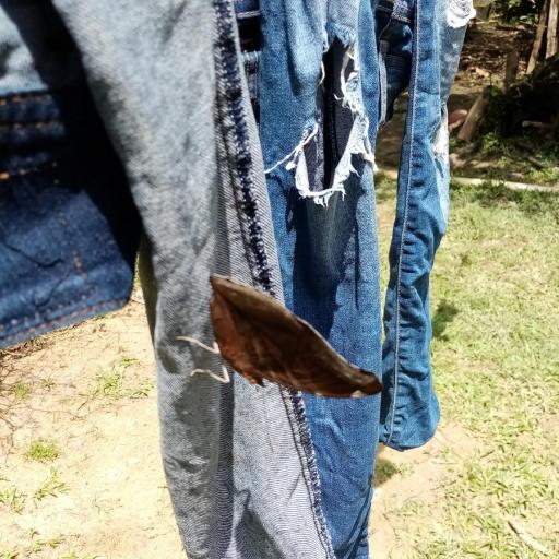 Historis Insect Identification Guide, Habitat & Facts