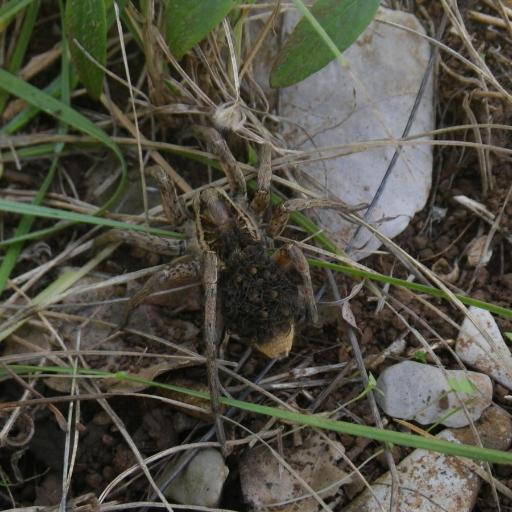 Radiated Wolf Spider (Hogna Radiata) Insect Identification Guide ...