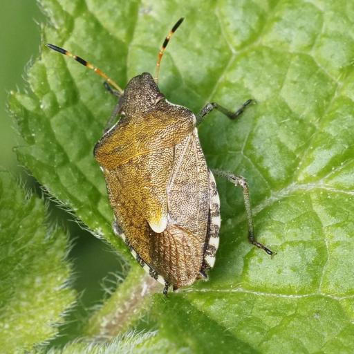 Green Shield Bug (Palomena Prasina) Insect Identification Guide ...