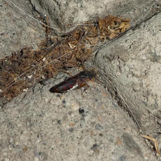 Glassy-winged Sharpshooter (Homalodisca Vitripennis) Insect ...