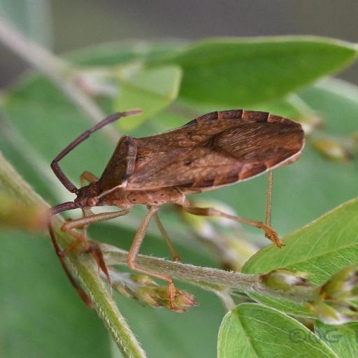 Homoeocerus Dilatatus Insect Identification Guide, Habitat & Facts