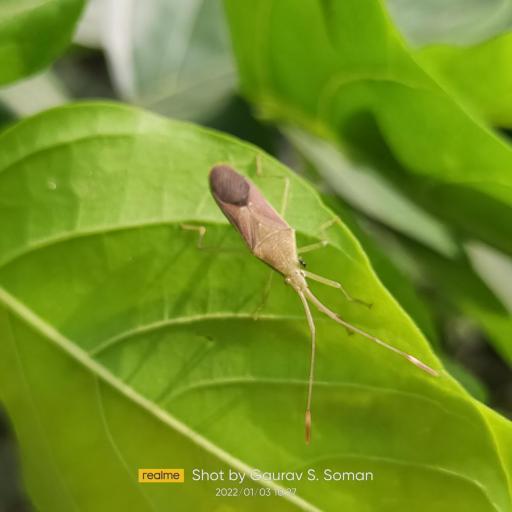 Common Leopard (Phalanta Phalantha) Insect Identification Guide ...