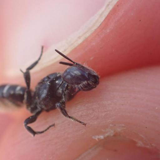 Small Mason Bees (Hoplitis) Insect Identification Guide, Habitat & Facts