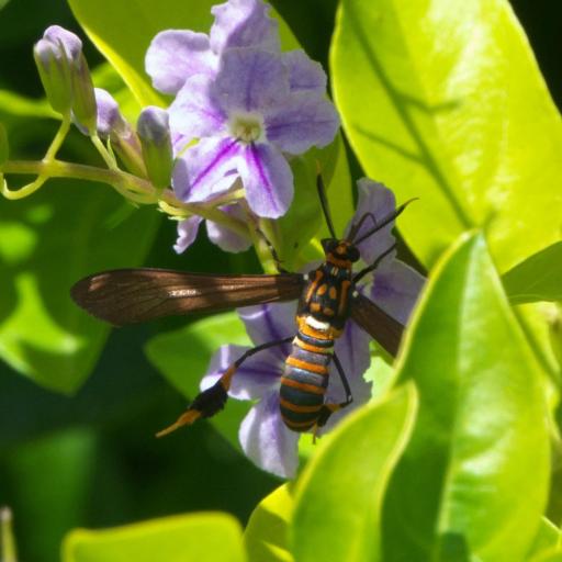Horama Insect Identification Guide, Habitat & Facts