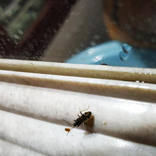 Horridipamera Insect Identification Guide, Habitat & Facts