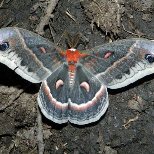 Cecropia Moth (Hyalophora Cecropia) Insect Identification Guide ...