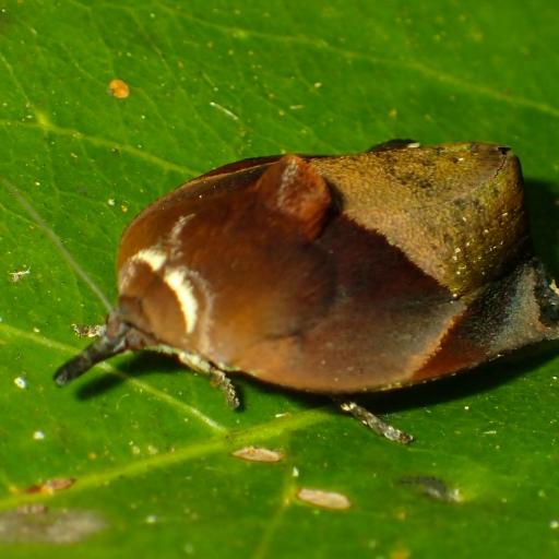 Teak Moths (Hyblaeidae) Insect Identification Guide, Habitat & Facts