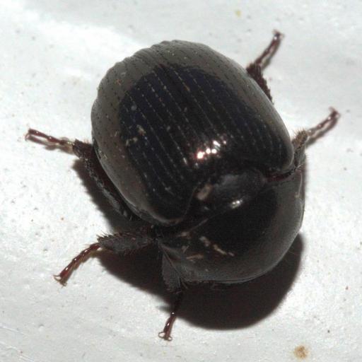 Scavenger And Pill Scarab Beetles (Hybosoridae) Insect Identification ...