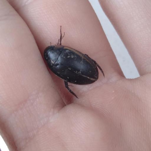 Hydaticus Seminiger Insect Identification Guide, Habitat & Facts