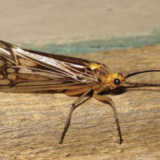 Hydatophylax Insect Identification Guide, Habitat & Facts