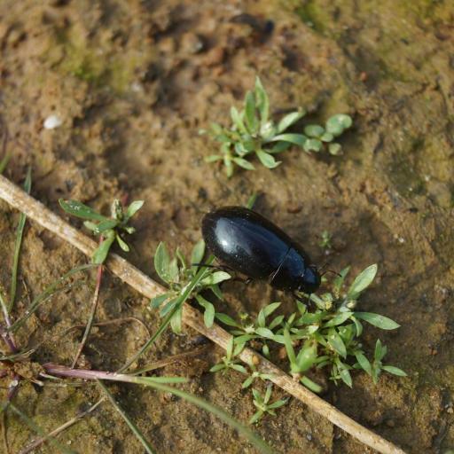 Lesser Silver Water Beetle (Hydrochara Caraboides) Insect ...