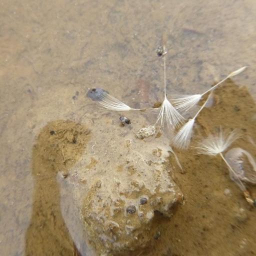 Hydroglyphus Geminus Insect Identification Guide, Habitat & Facts